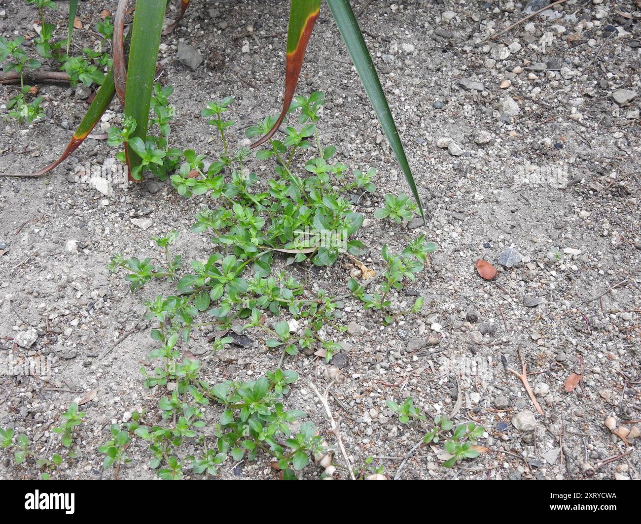 fourleaf manyseed (Polycarpon tetraphyllum) Plantae Stock Photo - Alamy