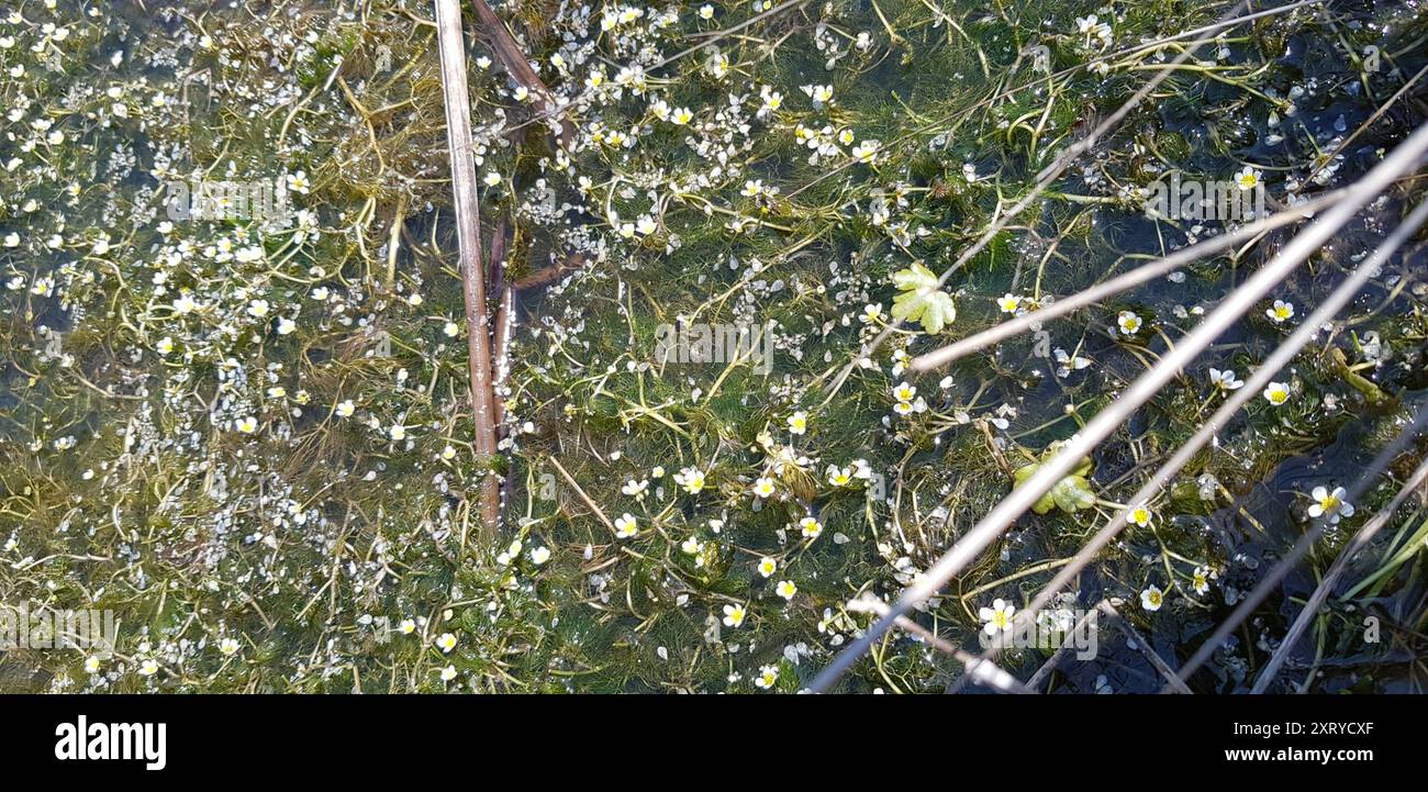 Water Crowfoot (Ranunculus rionii) Plantae Stock Photo - Alamy