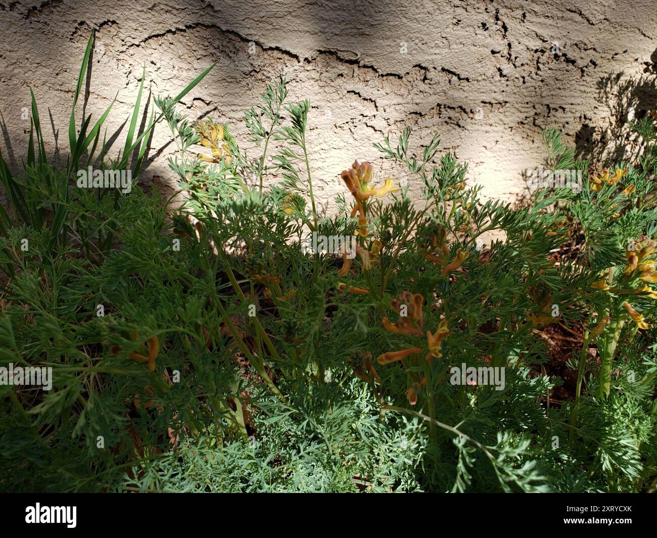 golden corydalis (Corydalis aurea) Plantae Stock Photo - Alamy