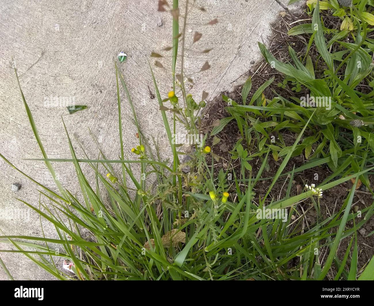 common groundsel (Senecio vulgaris) Plantae Stock Photo - Alamy