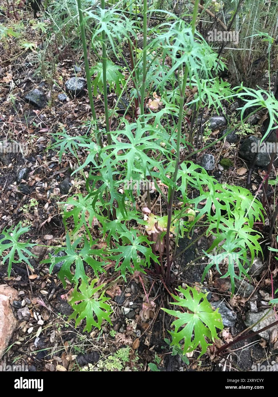 Scarlet Larkspur (Delphinium cardinale) Plantae Stock Photo - Alamy