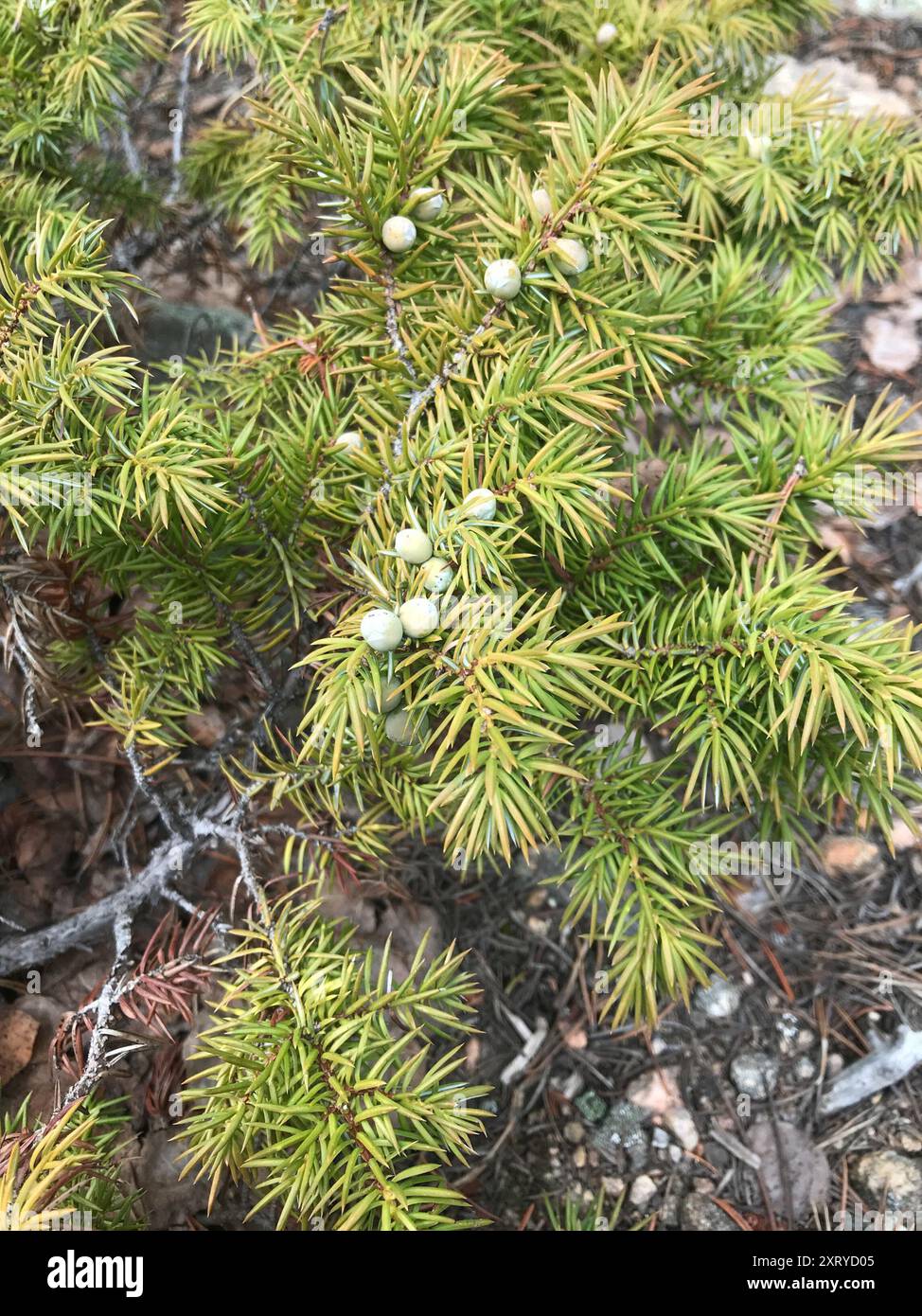 common juniper (Juniperus communis) Plantae Stock Photo - Alamy