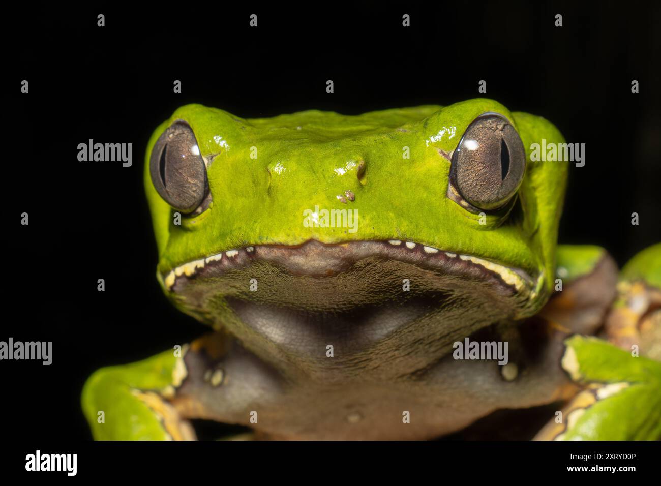 Amazonian kambo frog hi-res stock photography and images - Alamy