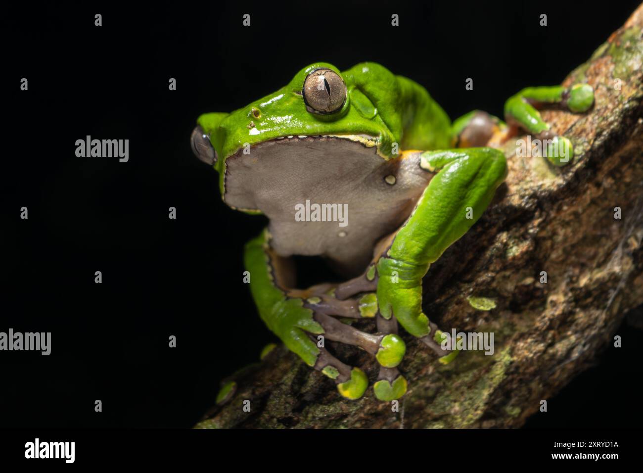 Amazonian kambo frog venom hi-res stock photography and images - Alamy