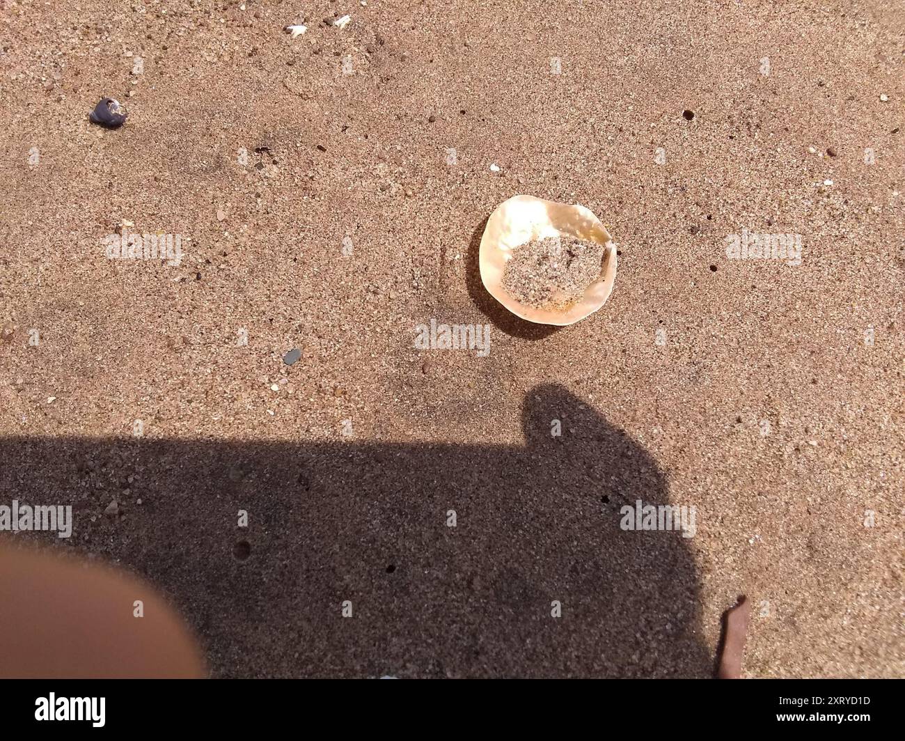 Anomia hi-res stock photography and images - Alamy