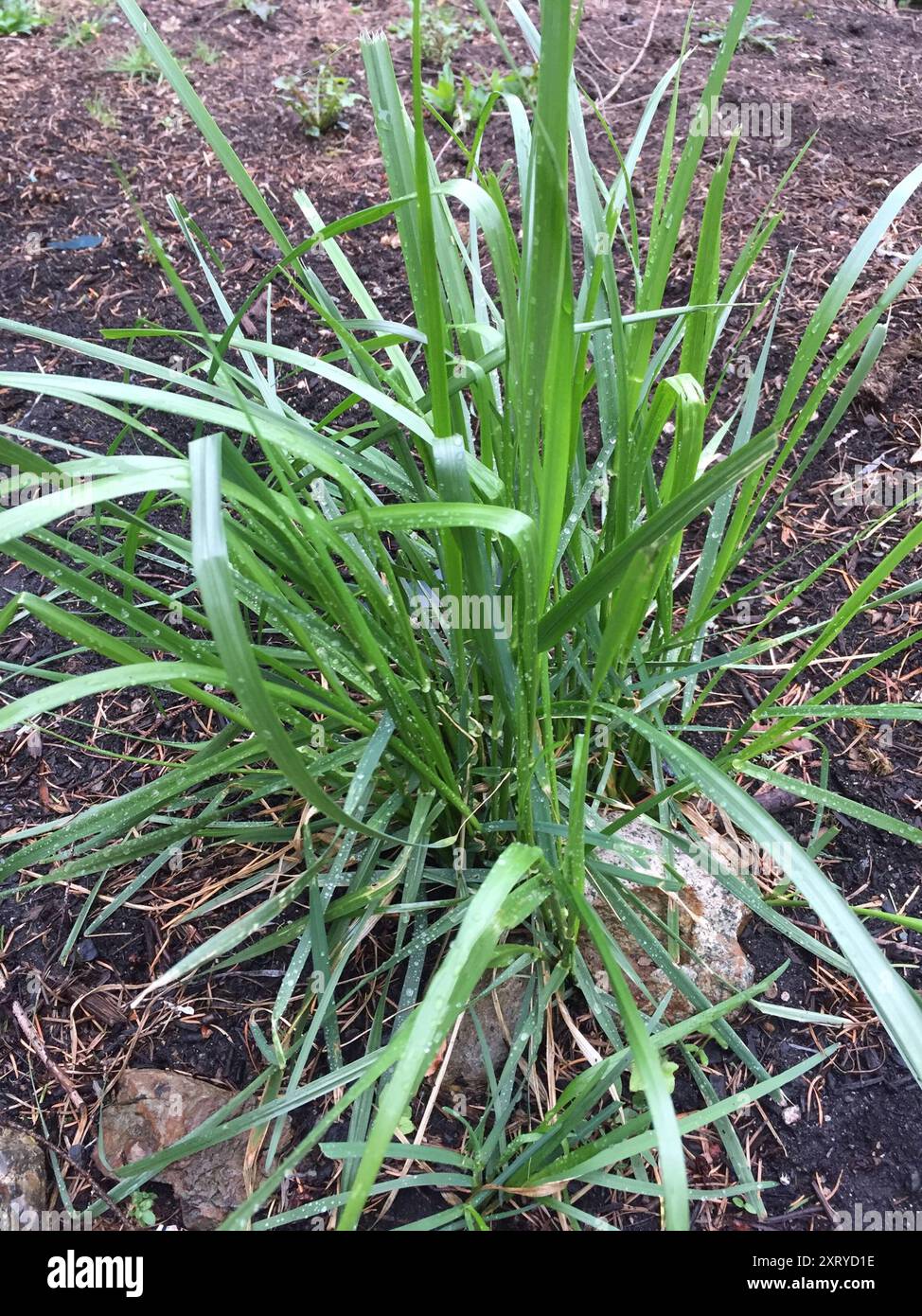 grasses (Poaceae) Plantae Stock Photo - Alamy