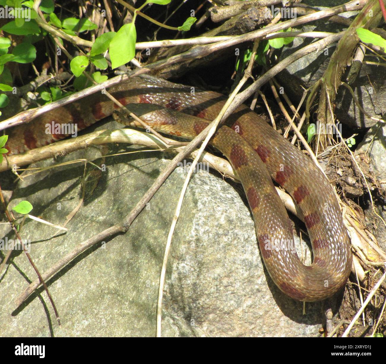 Common Watersnake (Nerodia sipedon) Reptilia Stock Photo - Alamy