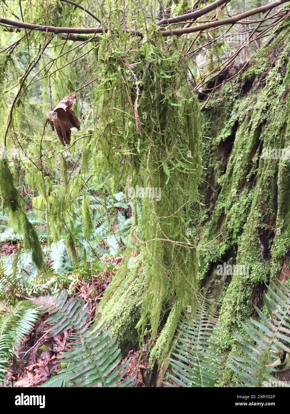 Cat's Tail Moss (Pseudisothecium stoloniferum) Plantae Stock Photo - Alamy
