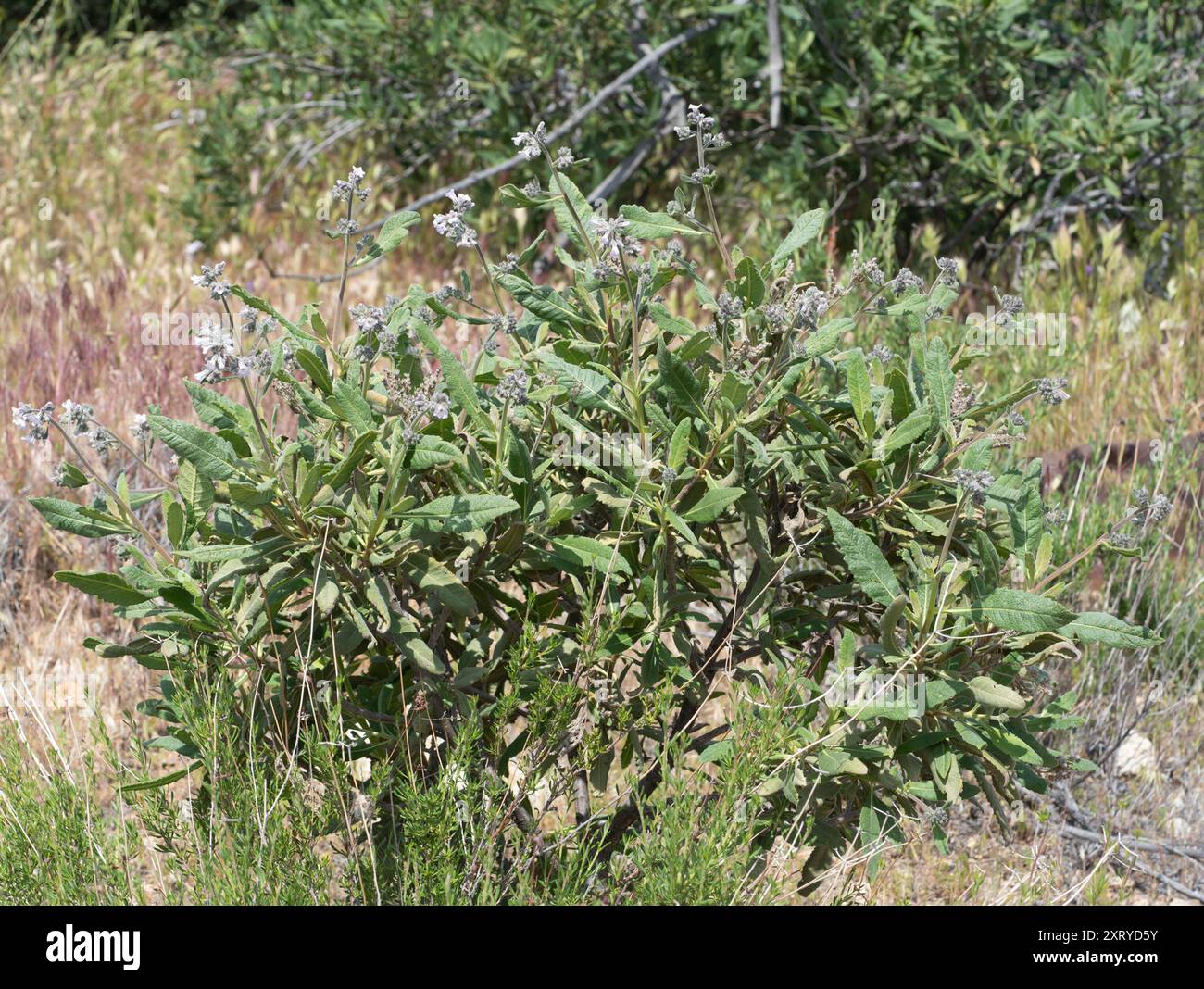 Thick-leaved Yerba Santa (Eriodictyon crassifolium) Plantae Stock Photo ...