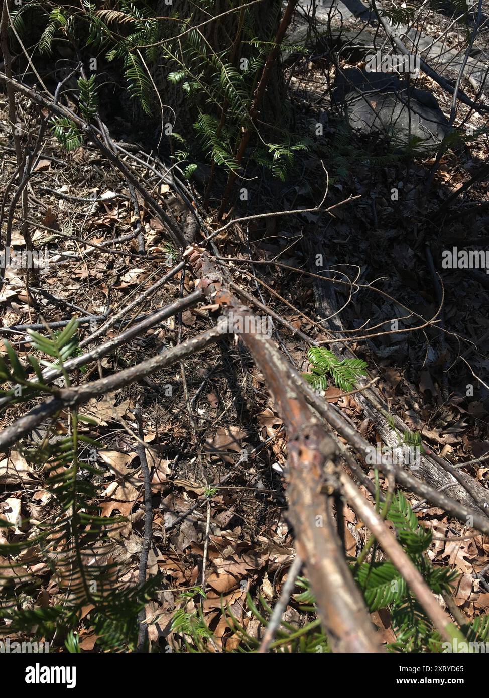 yew family (Taxaceae) Plantae Stock Photo - Alamy