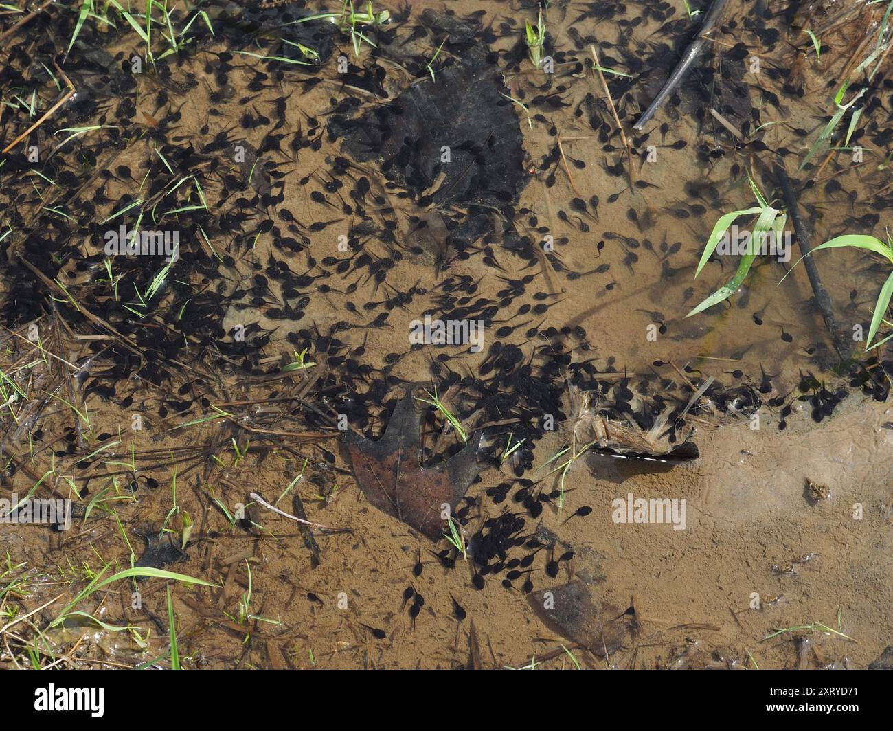 Eastern American Toad (Anaxyrus americanus americanus) Amphibia Stock ...