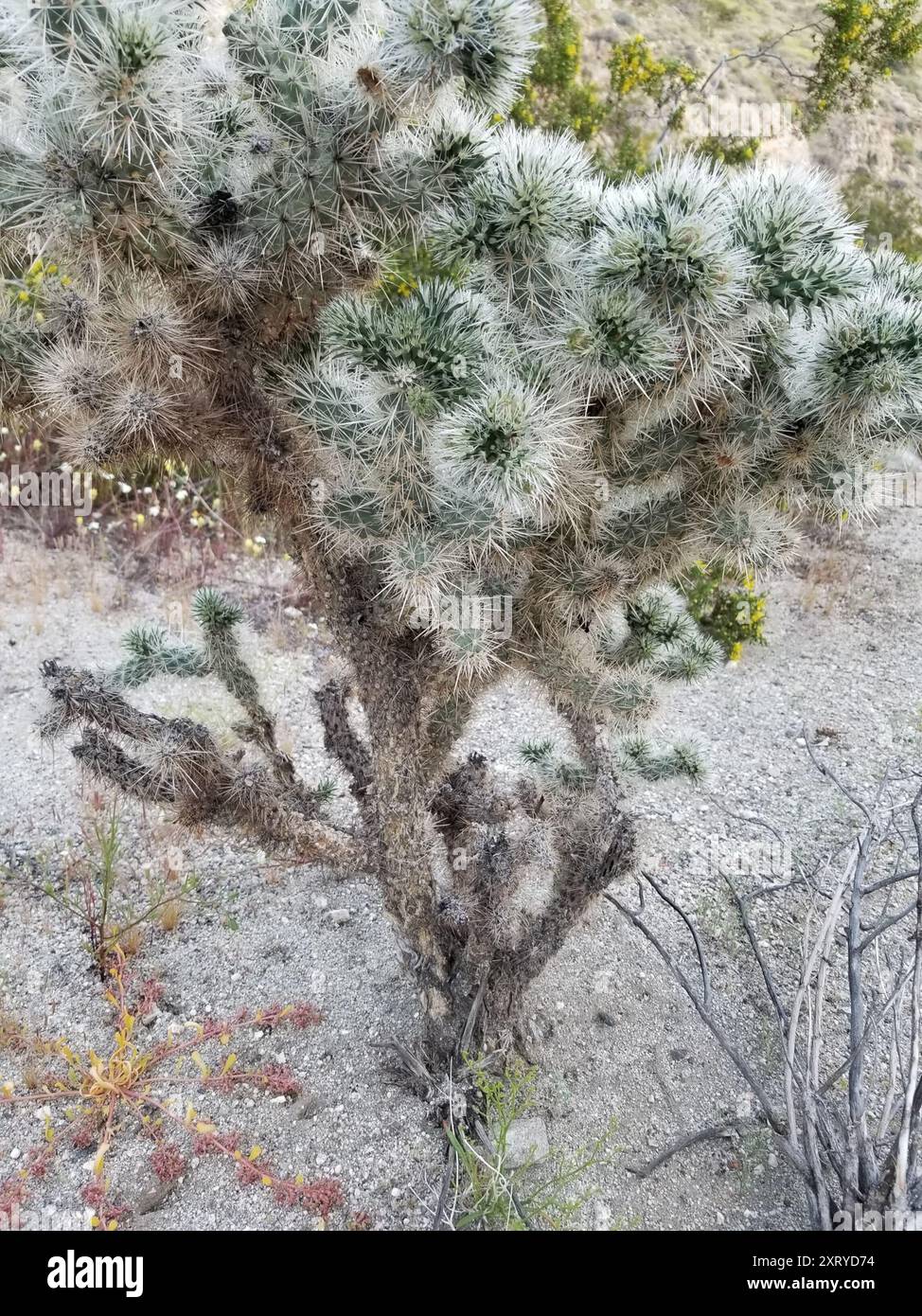 Silver Cholla (Cylindropuntia echinocarpa) Plantae Stock Photo - Alamy
