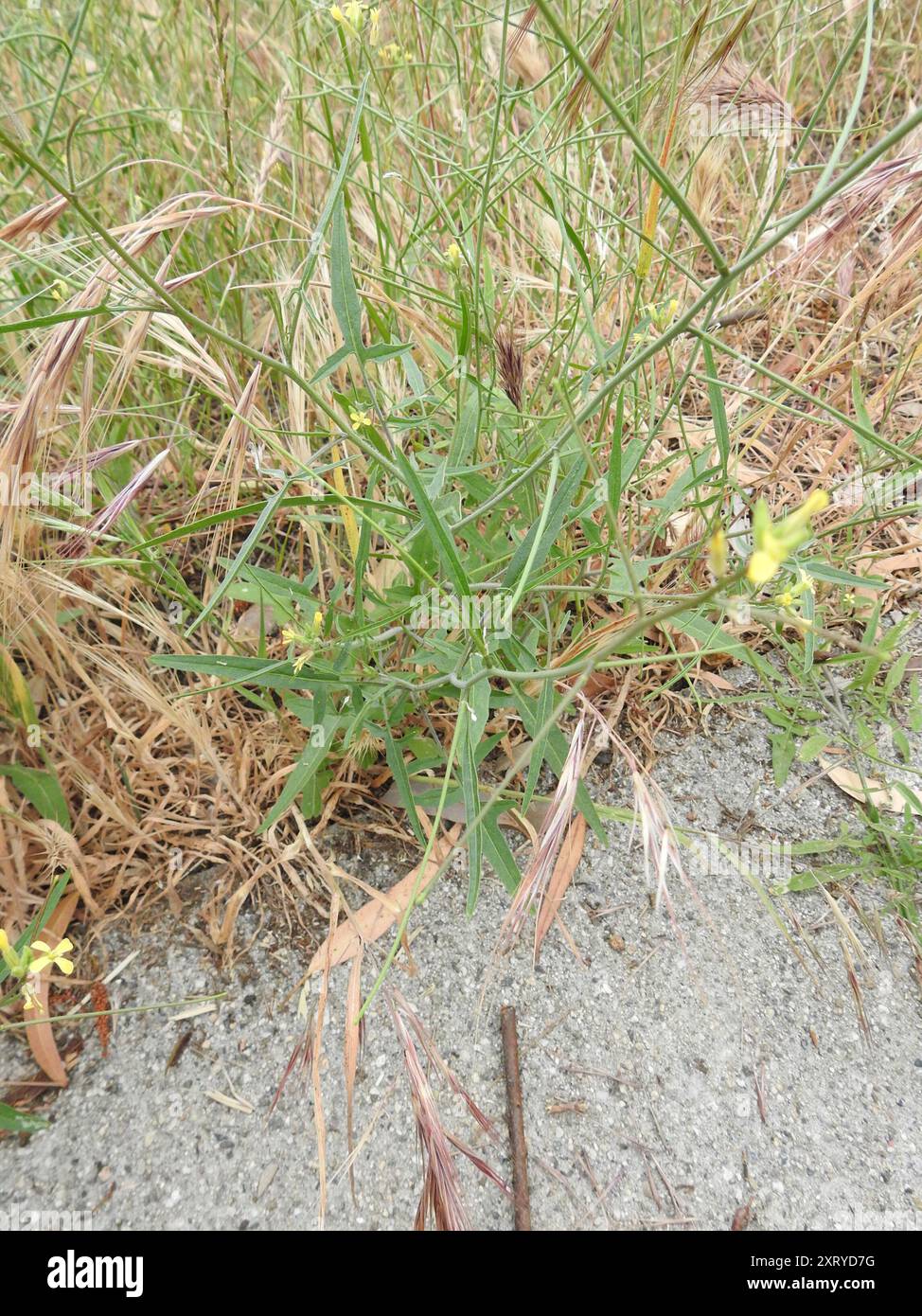 eastern rocket (Sisymbrium orientale) Plantae Stock Photo - Alamy