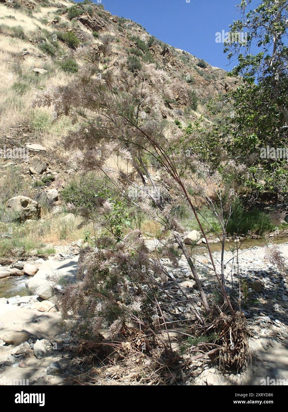 saltcedar (Tamarix ramosissima) Plantae Stock Photo - Alamy