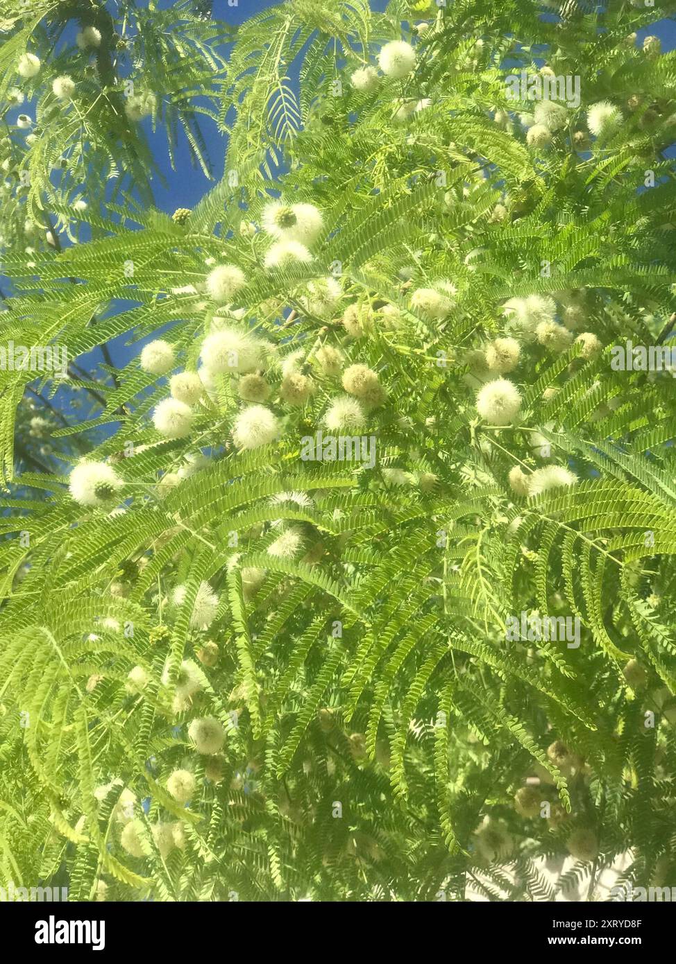 White leadtree (Leucaena leucocephala) Plantae Stock Photo - Alamy
