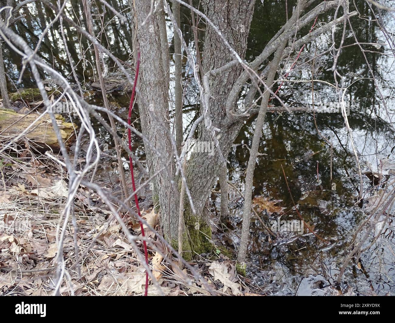 nannyberry (Viburnum lentago) Plantae Stock Photo - Alamy