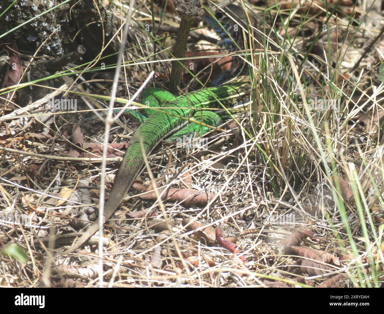 Four-toed Tegu (Teius teyou) Reptilia Stock Photo - Alamy