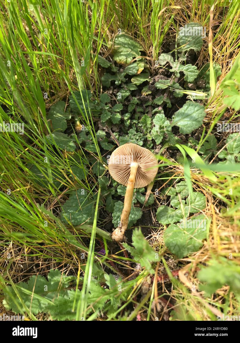 Common Fieldcap (Agrocybe pediades) Fungi Stock Photo - Alamy
