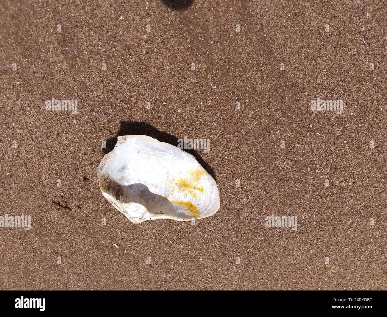 West Atlantic Surfclam (Spisula solidissima) Mollusca Stock Photo - Alamy