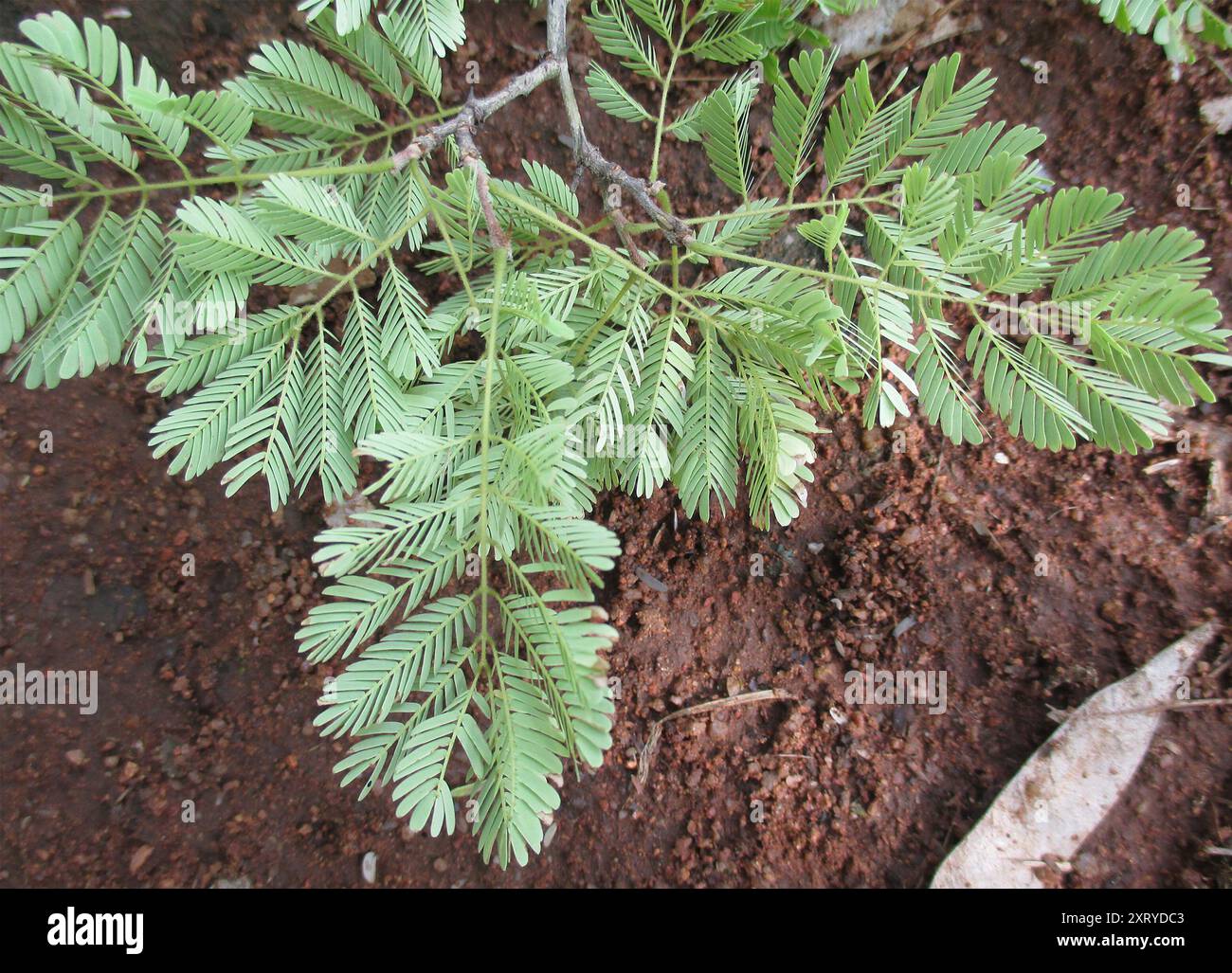 Blue Thorn (Senegalia erubescens) Plantae Stock Photo - Alamy