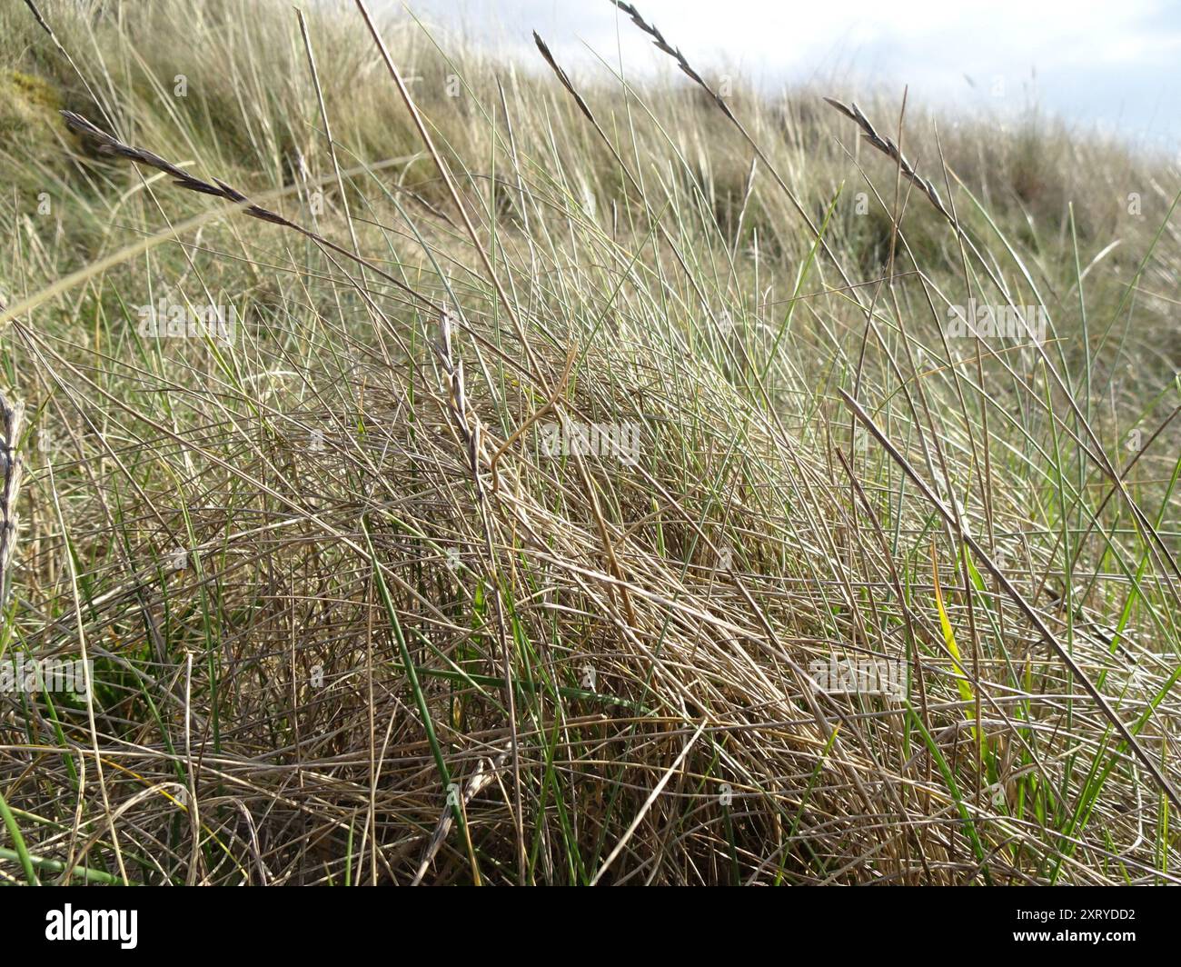Sand Couch-grass (Elymus farctus) Plantae Stock Photo - Alamy