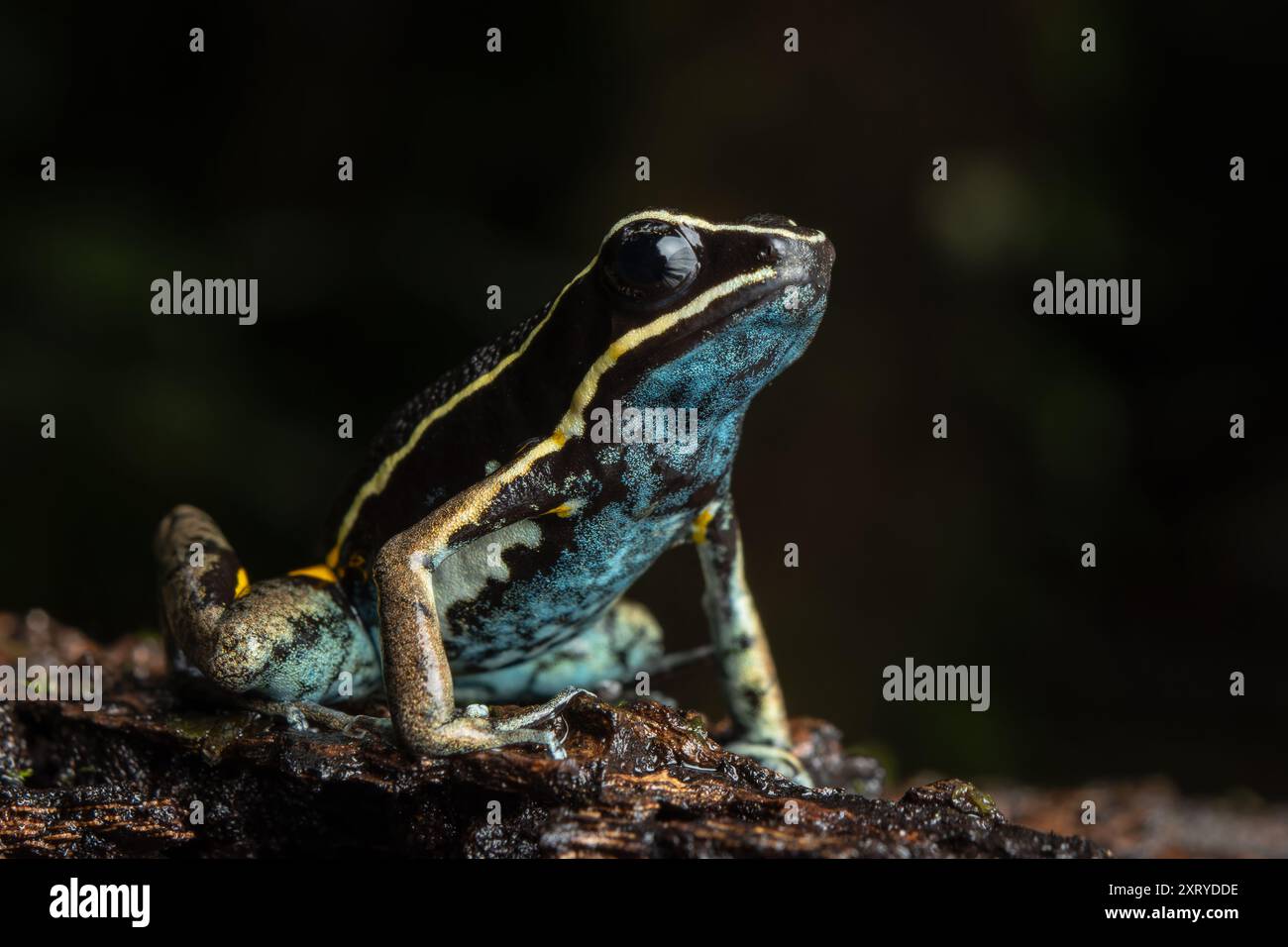 Dendrobatidae family hi-res stock photography and images - Alamy
