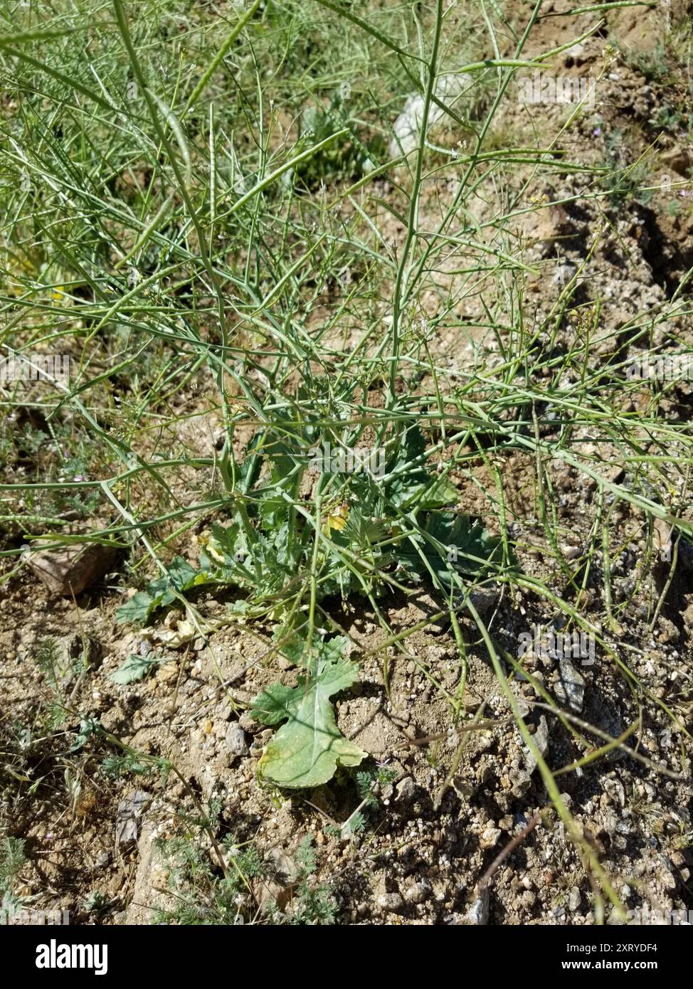 Saharan Mustard (Brassica tournefortii) Plantae Stock Photo - Alamy