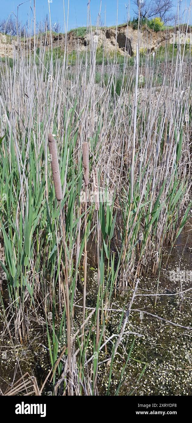 Cattails (Typha) Plantae Stock Photo - Alamy