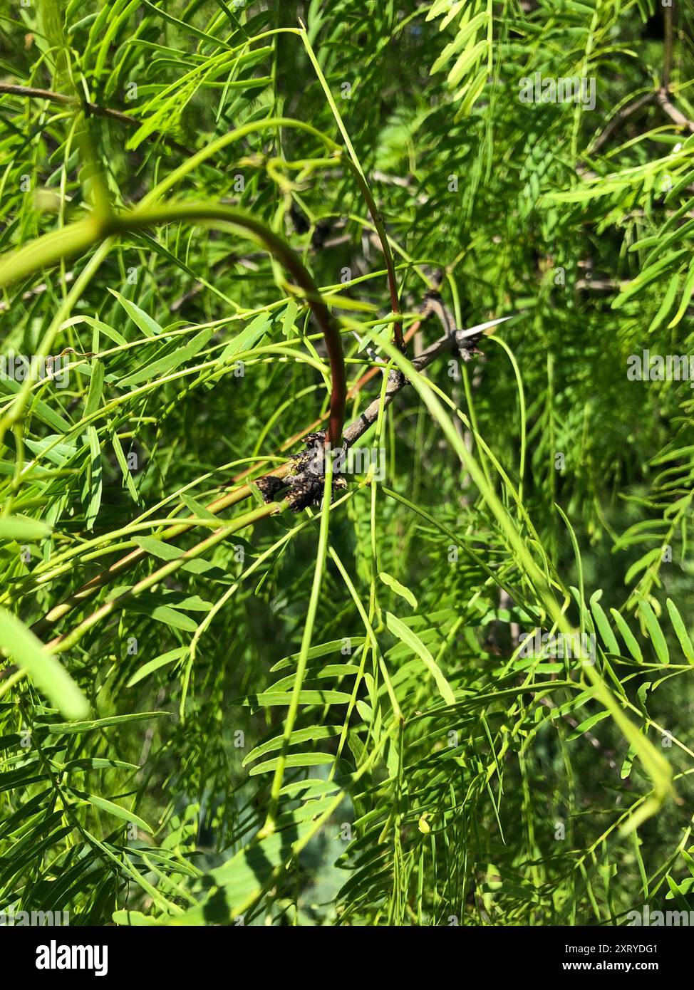 honey mesquite (Neltuma glandulosa) Plantae Stock Photo - Alamy