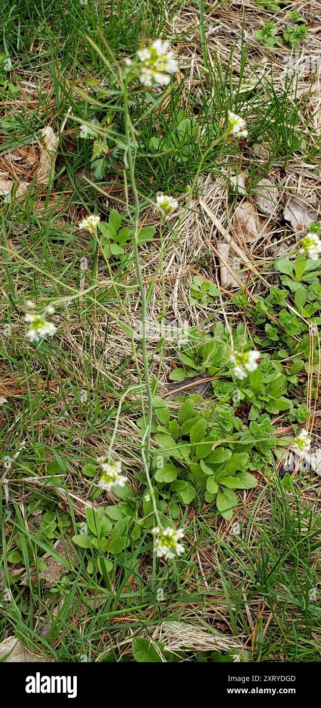 mouse-ear cress (Arabidopsis thaliana) Plantae Stock Photo - Alamy