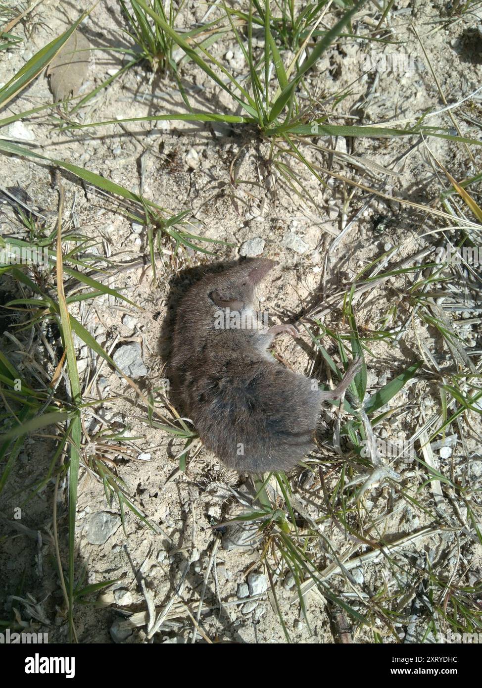 Shrews (Soricidae) Mammalia Stock Photo - Alamy