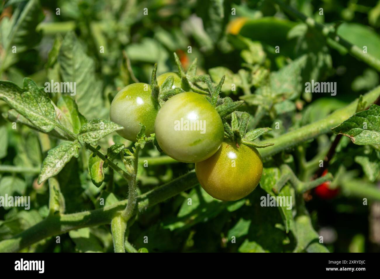Cherry tomatoes in the garden ripening in summer Stock Photo - Alamy