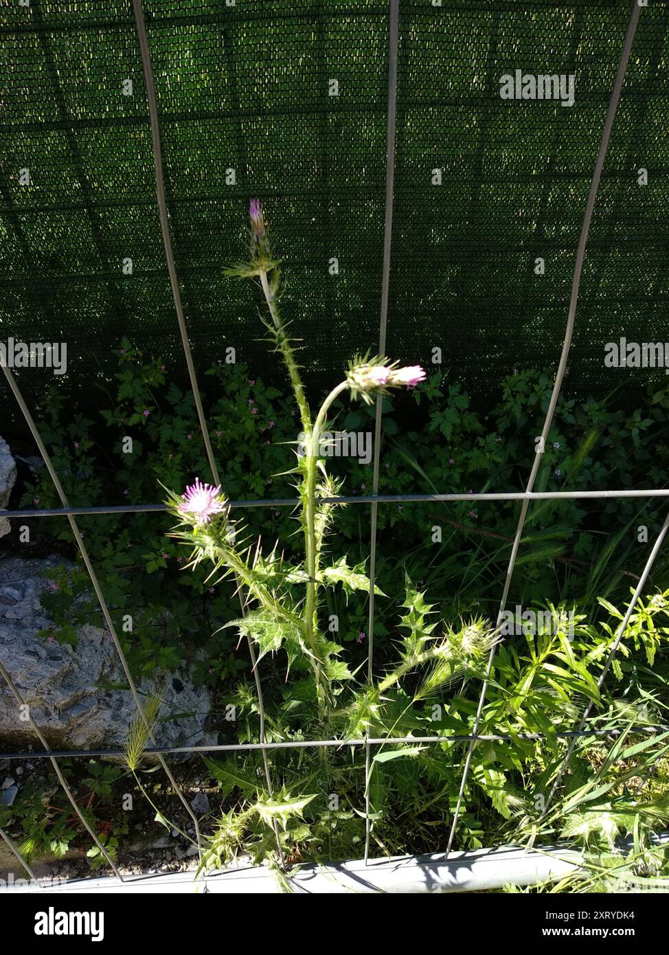 Italian thistle (Carduus pycnocephalus) Plantae Stock Photo - Alamy