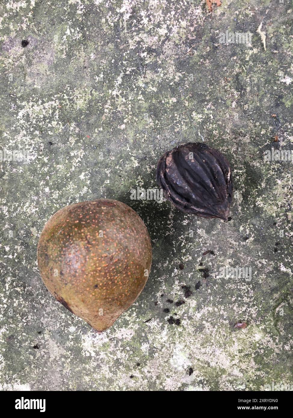 Andean Walnut (Juglans neotropica) Plantae Stock Photo - Alamy
