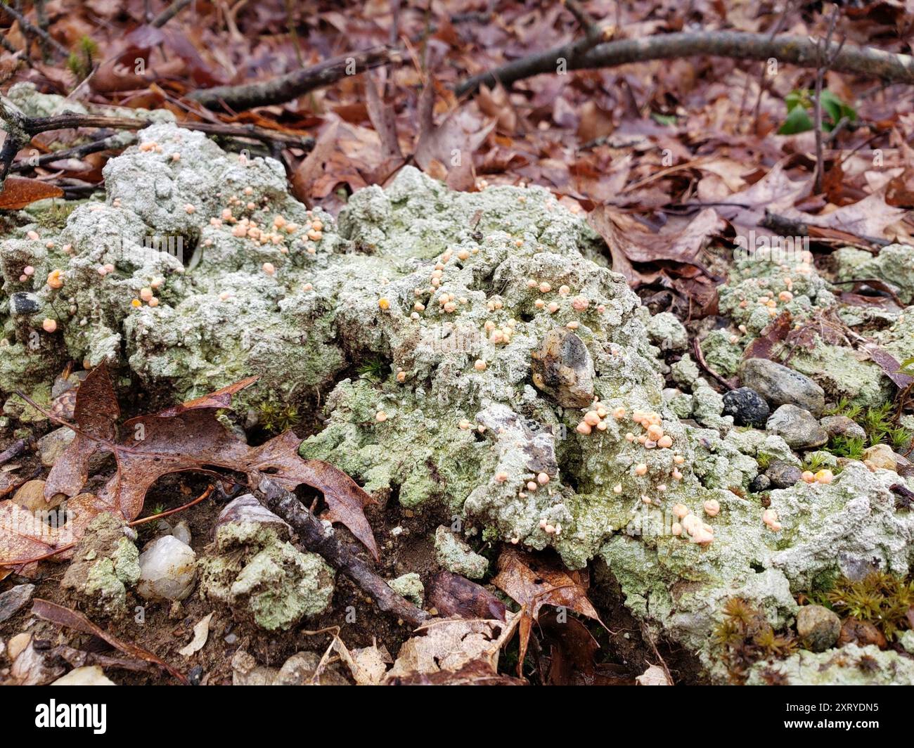 Pink Earth Lichen (Dibaeis baeomyces) Fungi Stock Photo - Alamy