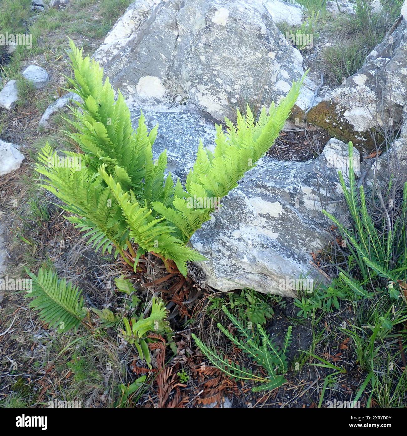 king fern (Todea barbara) Plantae Stock Photo - Alamy