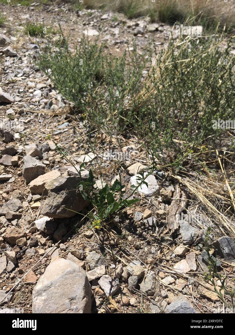London rocket (Sisymbrium irio) Plantae Stock Photo - Alamy