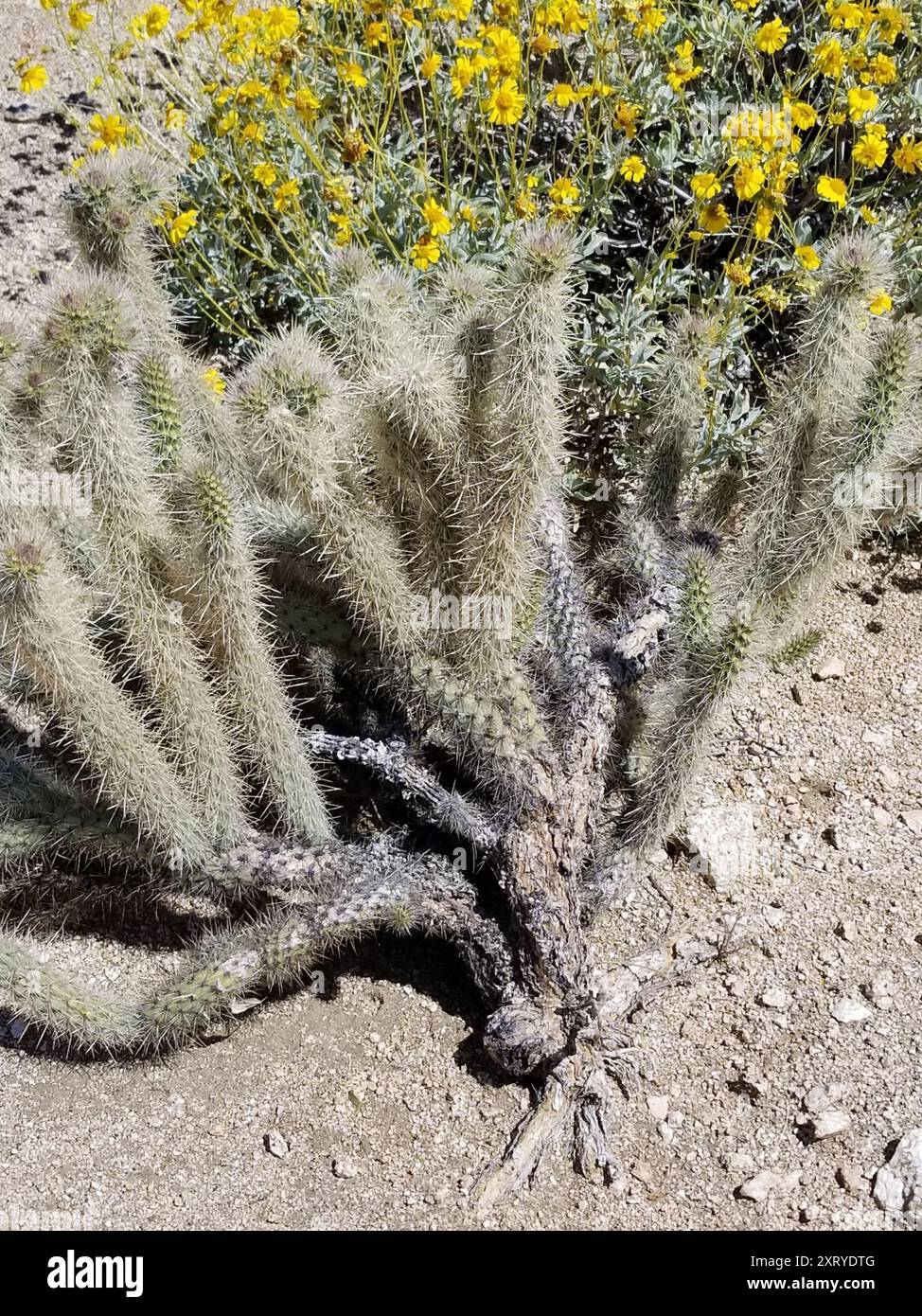 Silver Cholla (Cylindropuntia echinocarpa) Plantae Stock Photo - Alamy