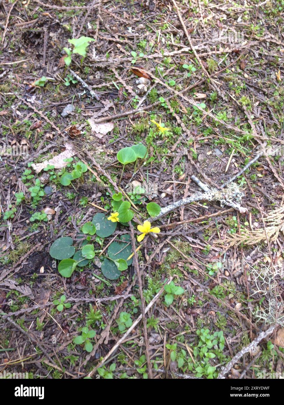 Redwood Violet (Viola sempervirens) Plantae Stock Photo - Alamy