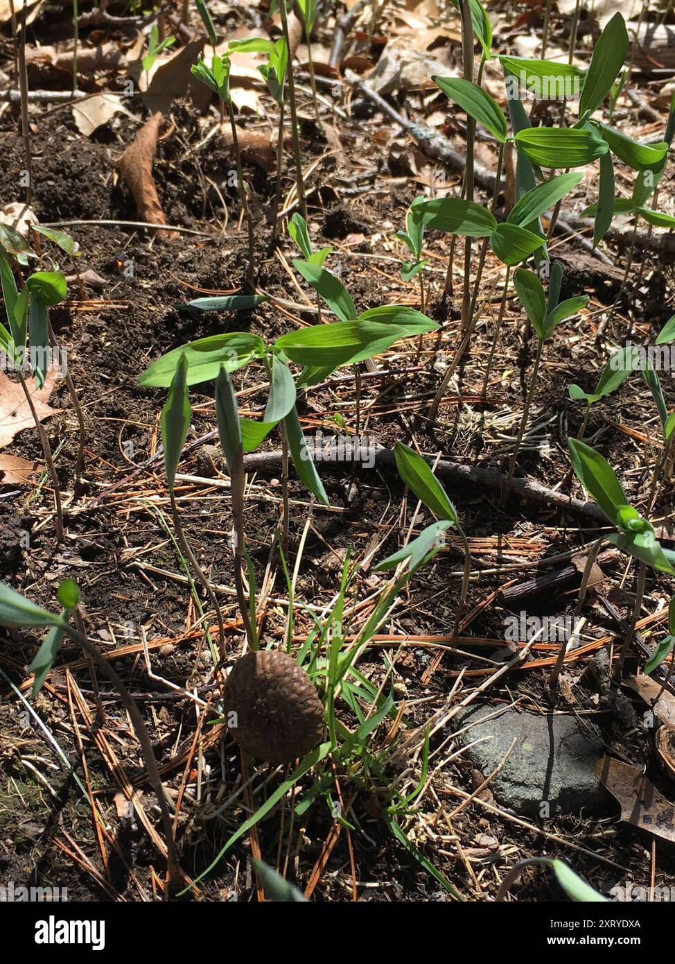 monocots (Liliopsida) Plantae Stock Photo - Alamy