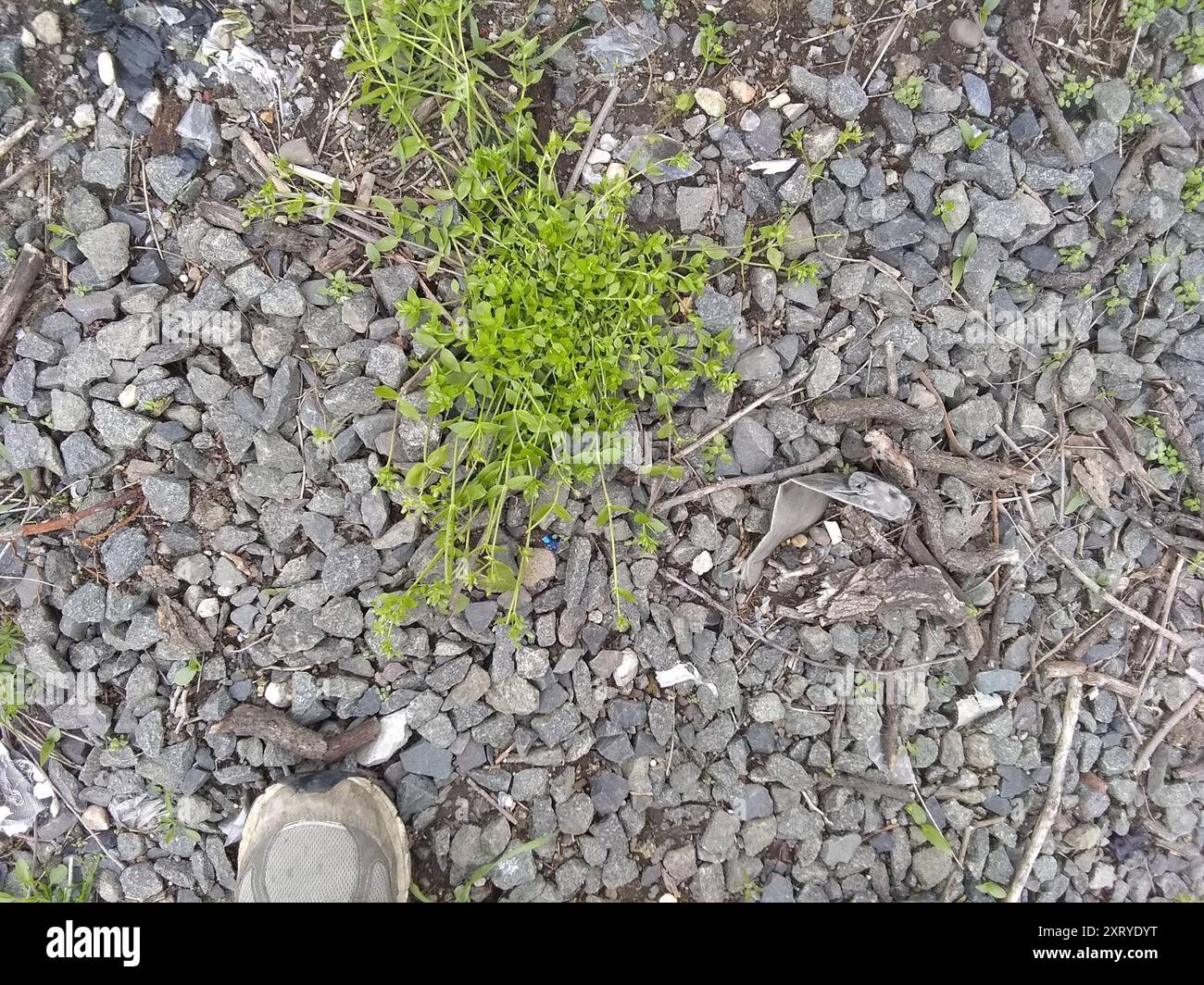 chickweeds (Stellaria) Plantae Stock Photo - Alamy