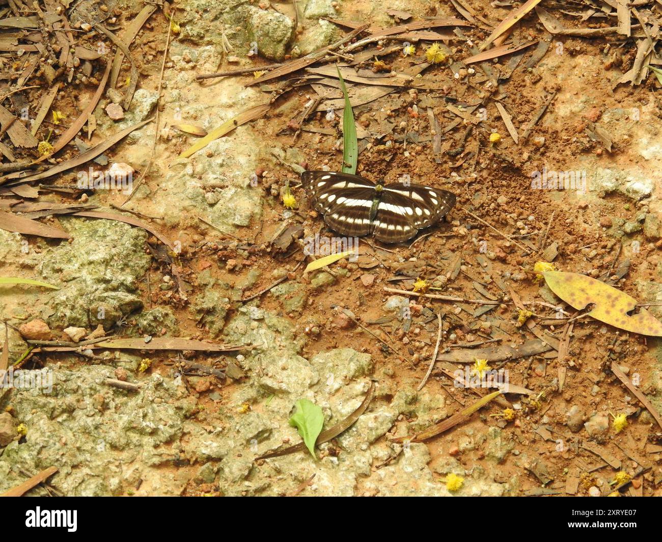 Cream-spotted Sailor (Neptis soma) Insecta Stock Photo - Alamy