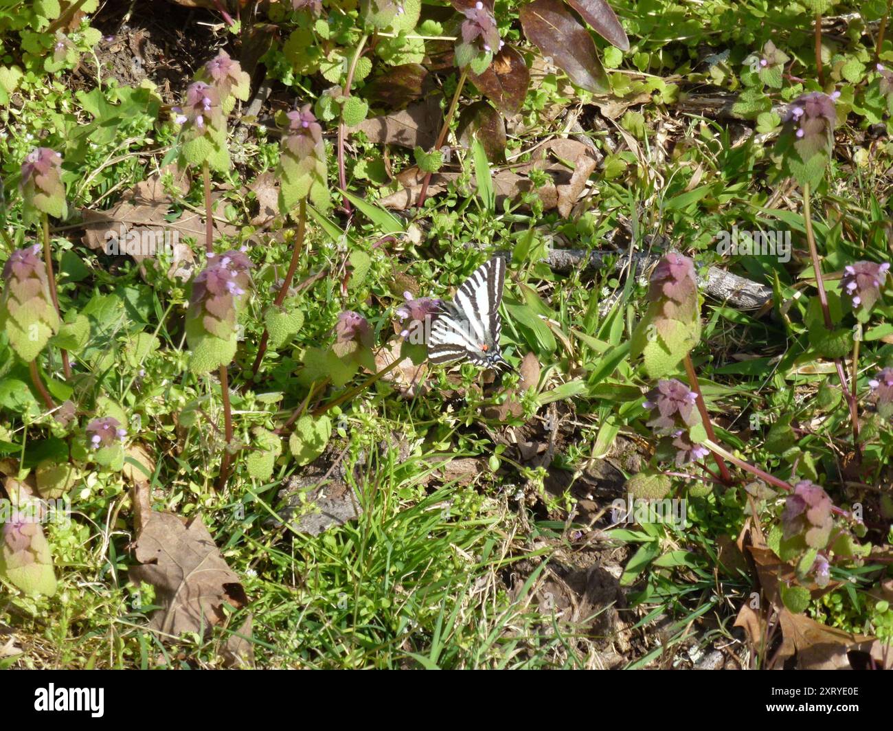 Zebra Swallowtail (Eurytides marcellus) Insecta Stock Photo - Alamy