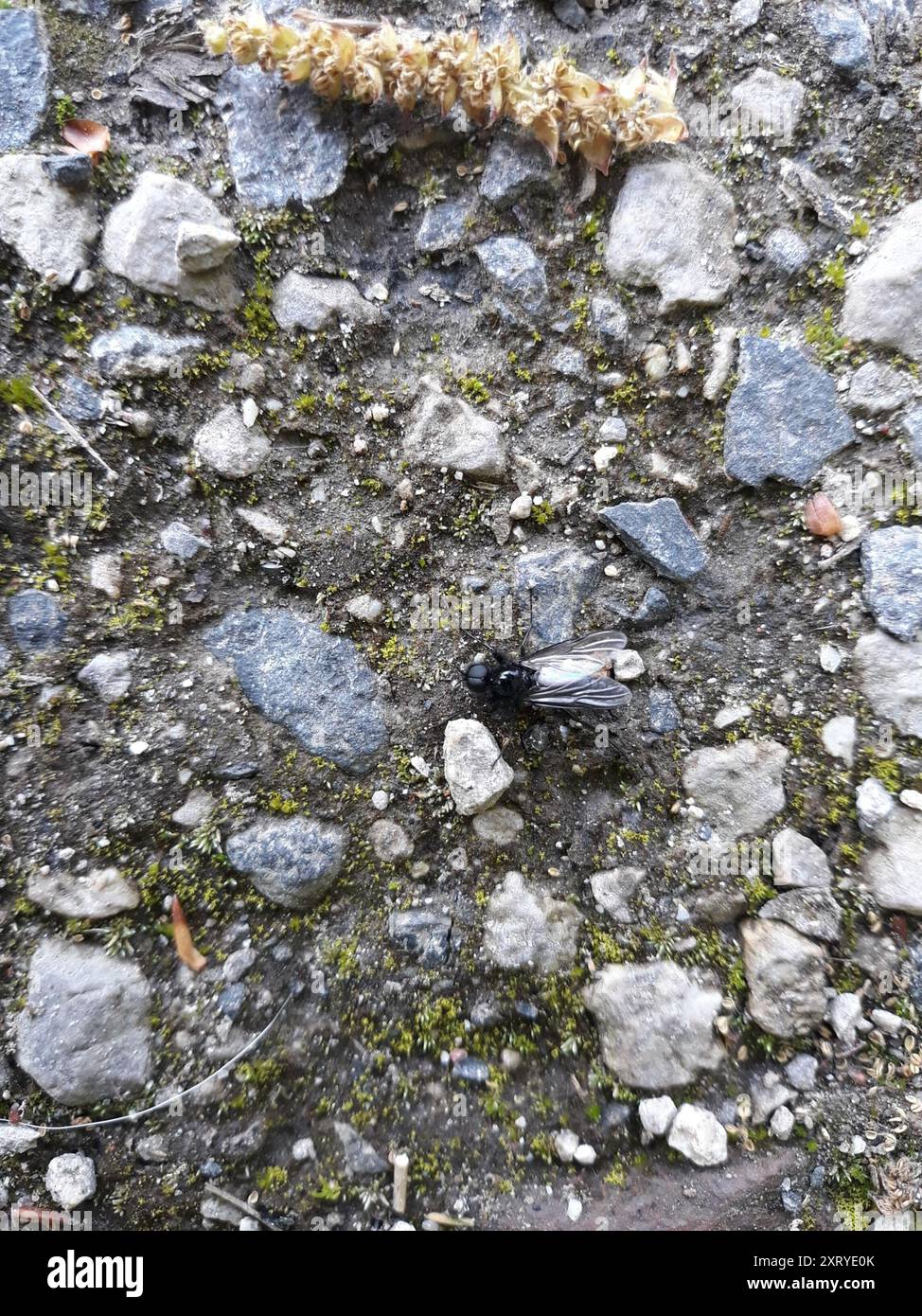 March Flies (Bibionidae) Insecta Stock Photo - Alamy