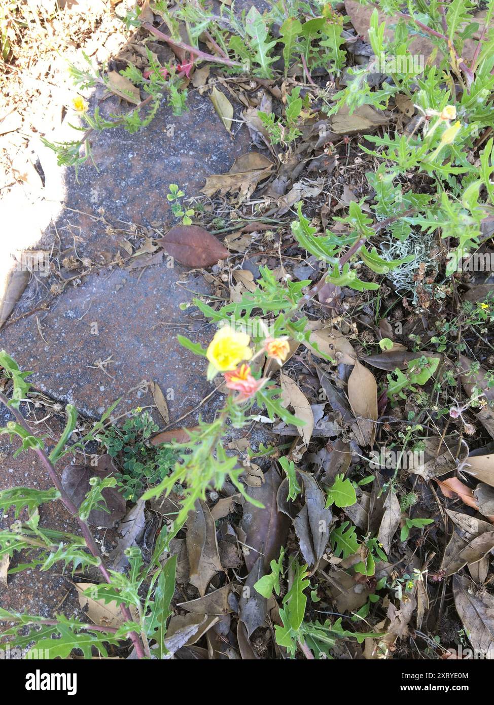 Stemless Evening Primrose (Oenothera triloba) Plantae Stock Photo - Alamy