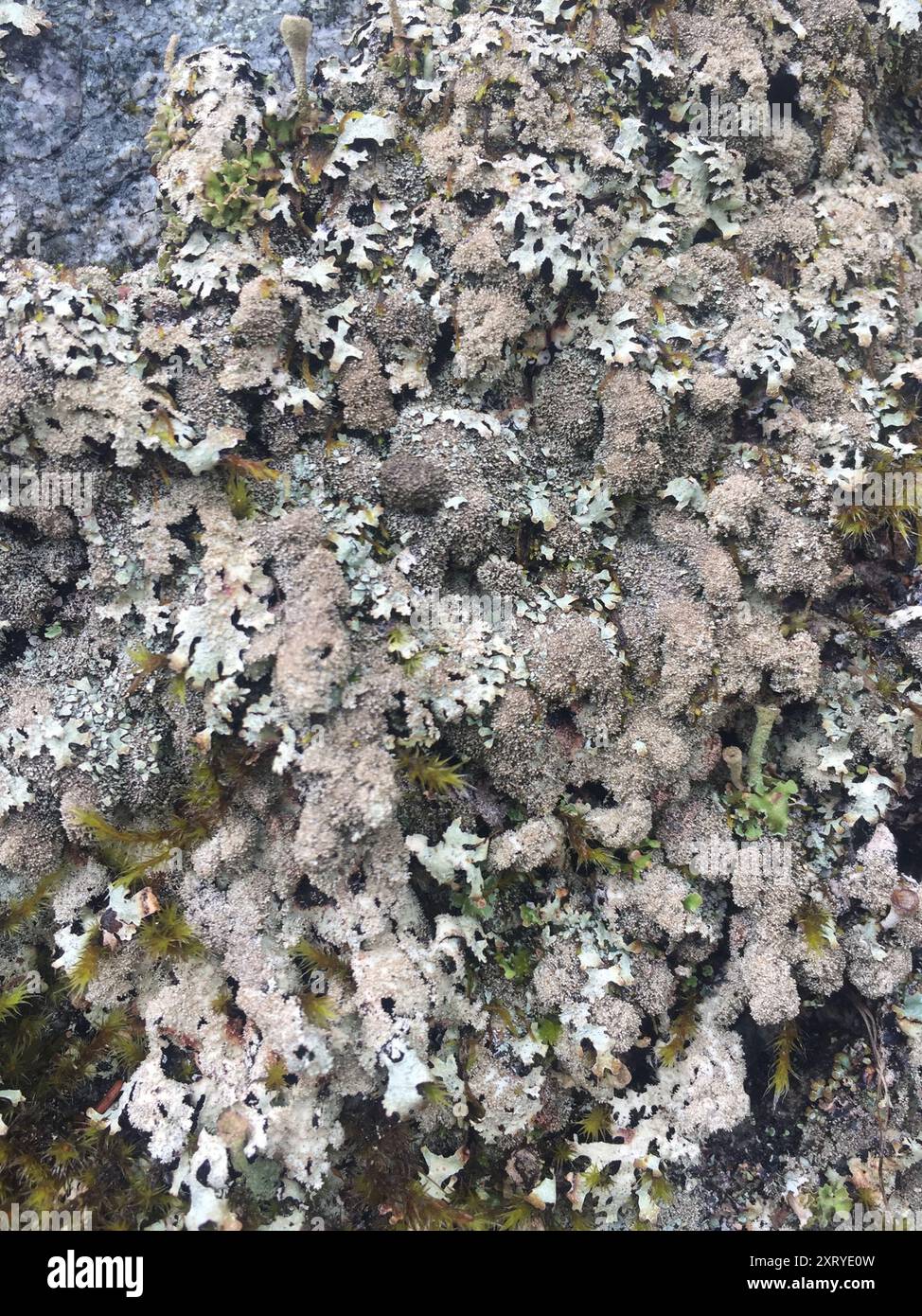 Salted Shield Lichen (Parmelia saxatilis) Fungi Stock Photo - Alamy