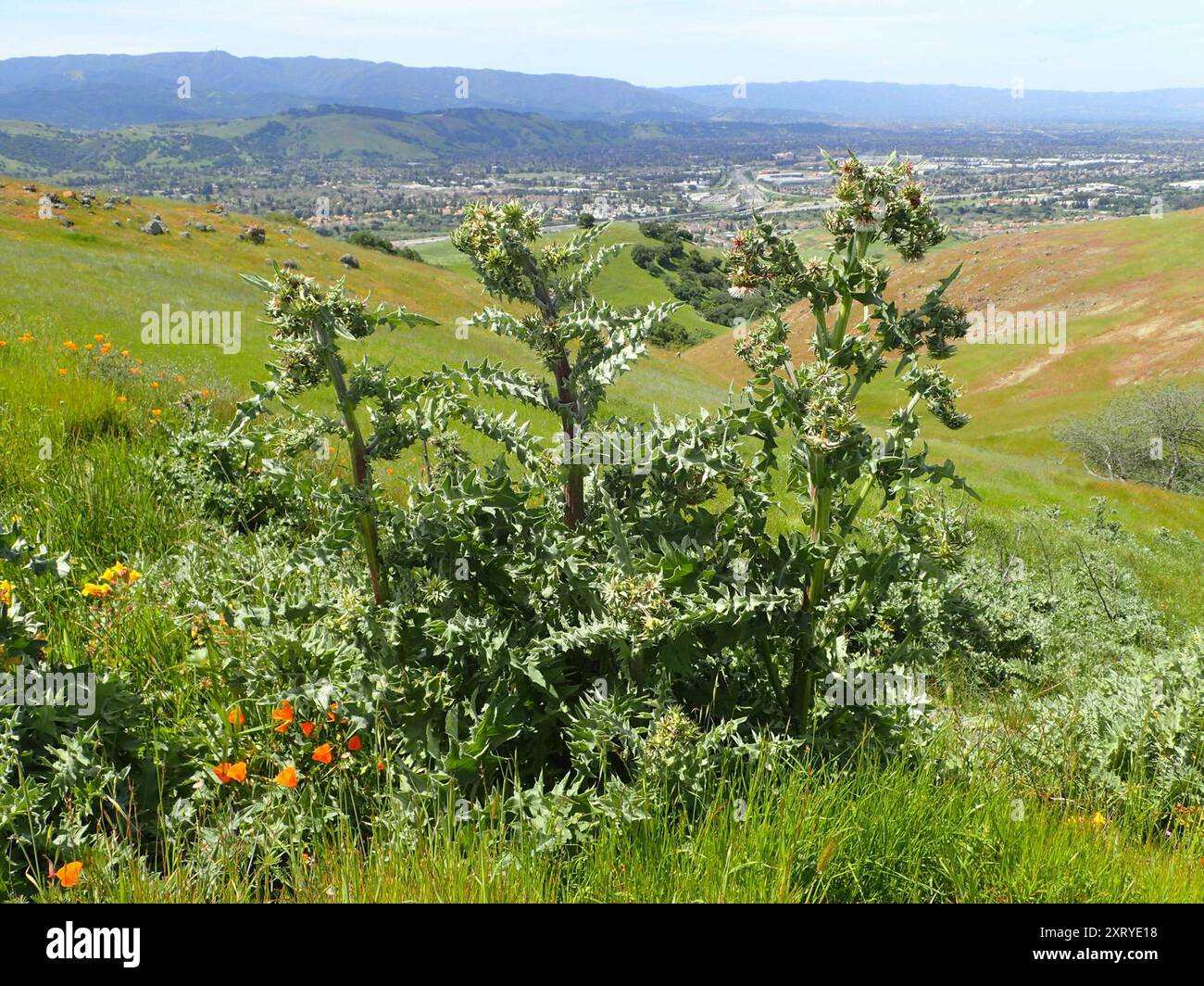 Mount Hamilton fountain thistle (Cirsium fontinale campylon) Plantae ...