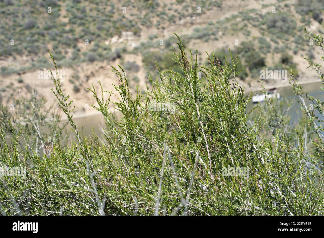 chamise (Adenostoma fasciculatum) Plantae Stock Photo - Alamy
