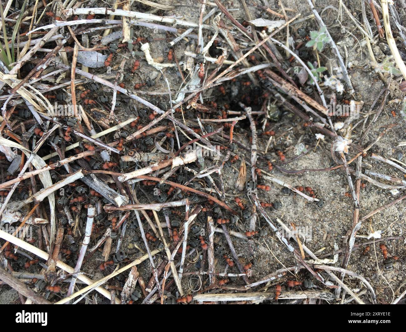 Wood, Mound, and Field Ants (Formica) Insecta Stock Photo - Alamy