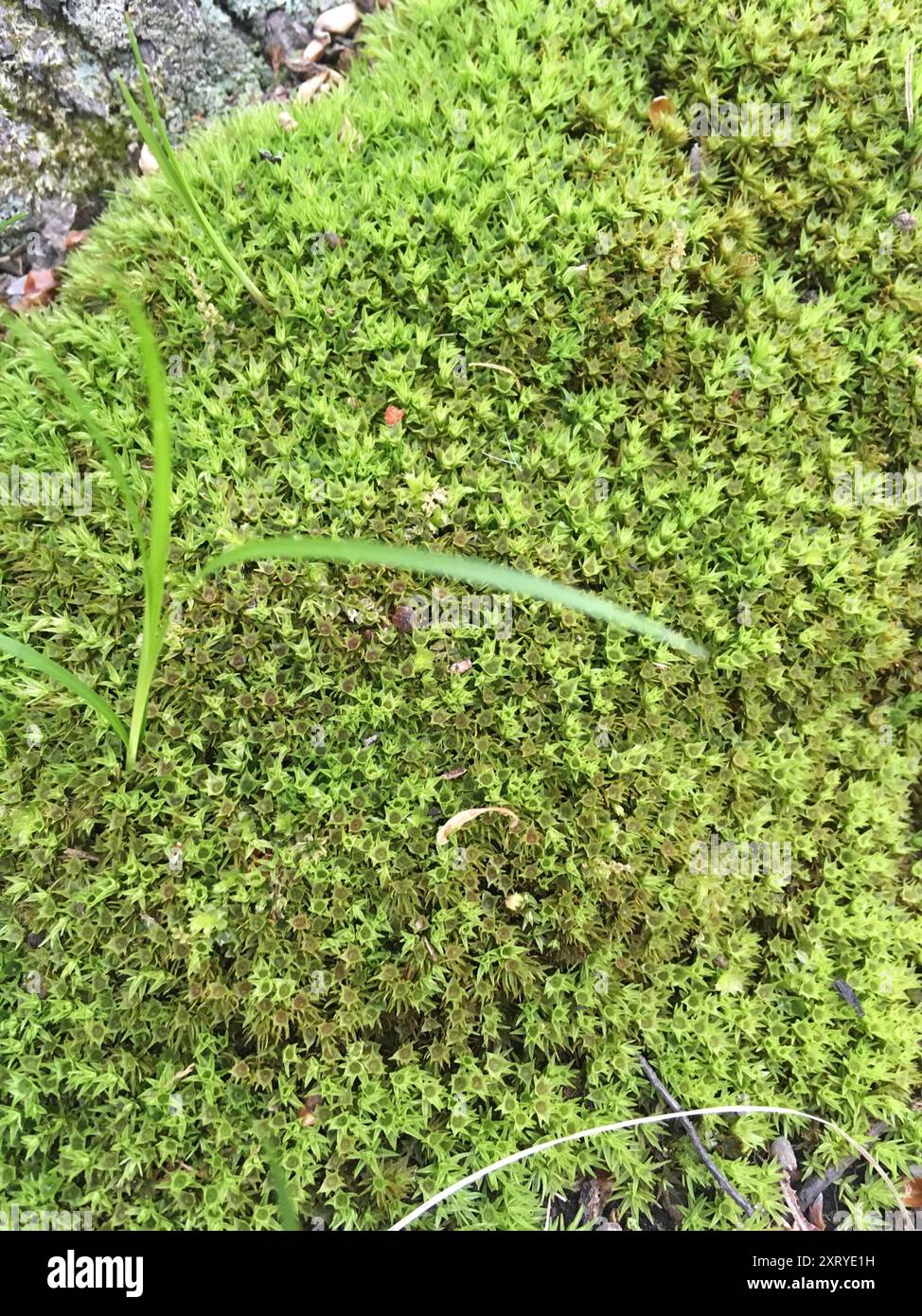 joint-toothed mosses (Bryopsida) Plantae Stock Photo - Alamy
